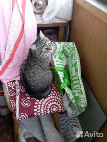 Кот бесплатно