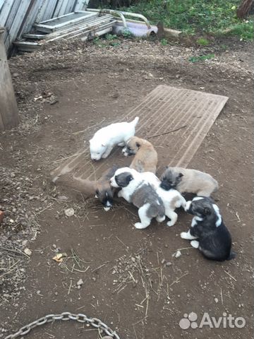Щенки помесь алабай
