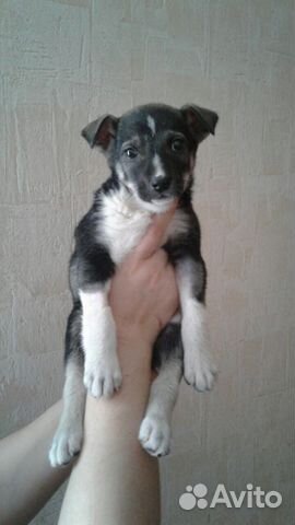 Очаровательная Крошка в поисках дома