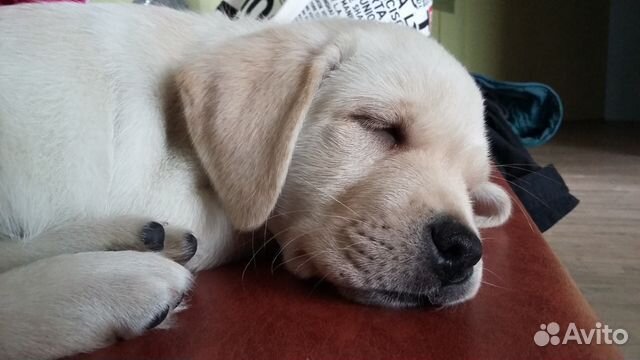 Палевые девчонки и мальчишки 2 мес