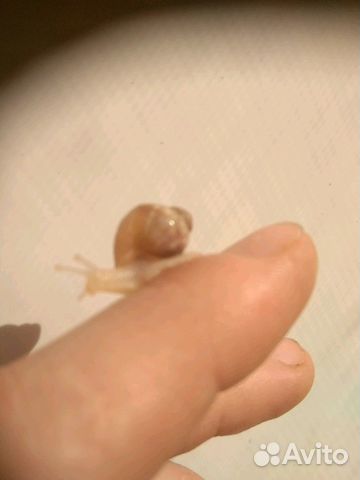 Улитки Ахатина Фулика белый нефрит (альбиносы)