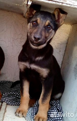 Отдам в доброе руки щенка