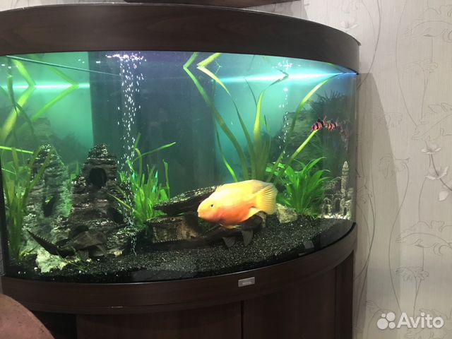 Аквариум под ключ