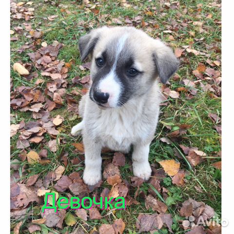 Девочка у обочины