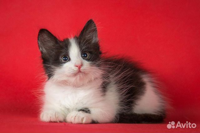 Котенок в добрые руки