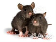 Очаровательные крысятки