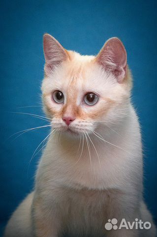 Отдам в добрые руки молодую кошечку Асти