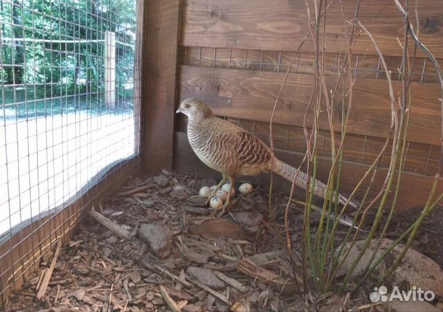 Фазаны: свайно, золотой гиджи