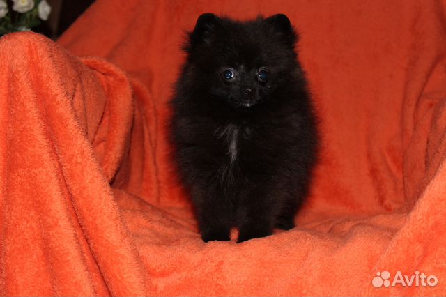 Девчушки чернушки