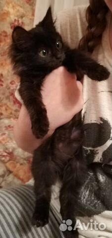 Милый котик