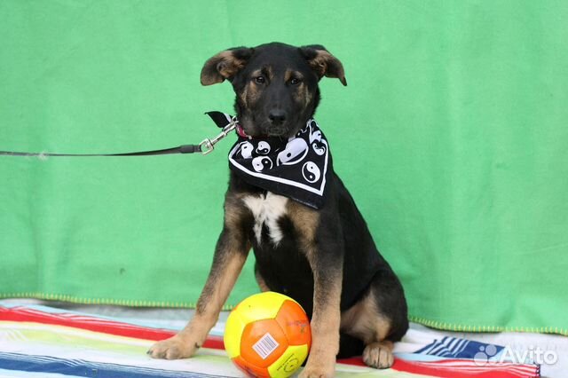 Застенчивая девочка Муха