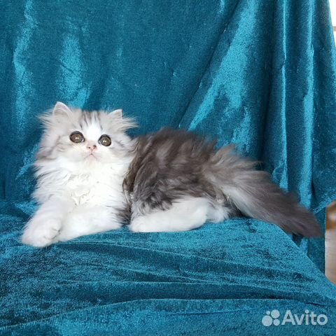 Хайленд страйт