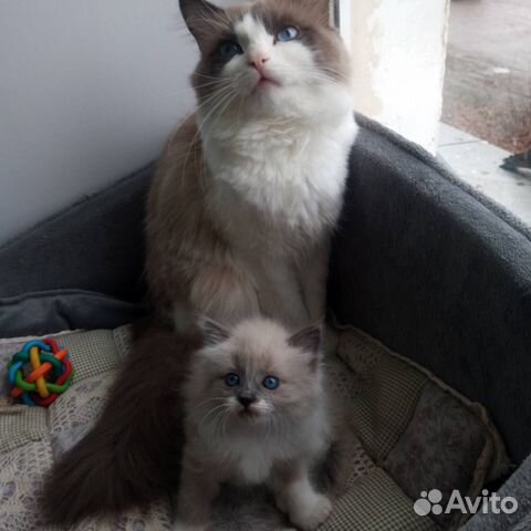 Рэгдолльчики