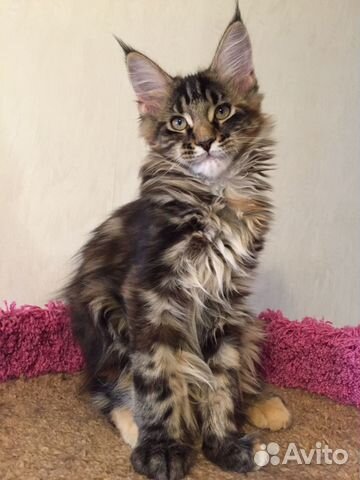 Домашняя рысь-мурлыка