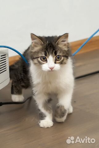 Котенок Симба ищет Дом