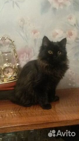 Продаются сибирские котята