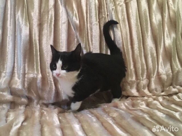 Умный, добрый, ласковый котёнок