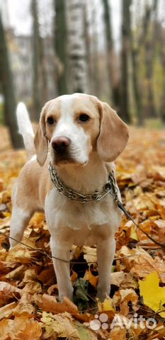 Кобель для вязки бигль