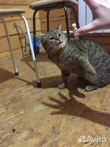 Котэ в добрые руки