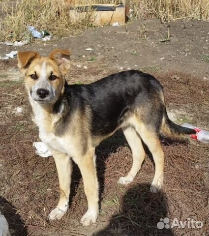 Замечательный пёсик в добрый дом