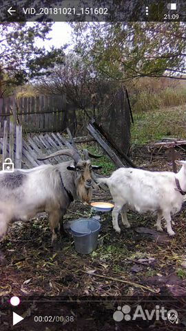 Козёл на племя