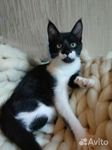 Ласковый котёнок-девочка в дар 3 мес