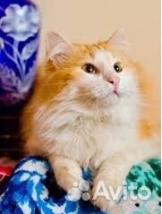 Шикарный суперпушистый сибирский кот ищет Семью