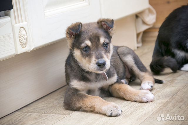 Щенок Дикси 2 мес. Вырастет по колено