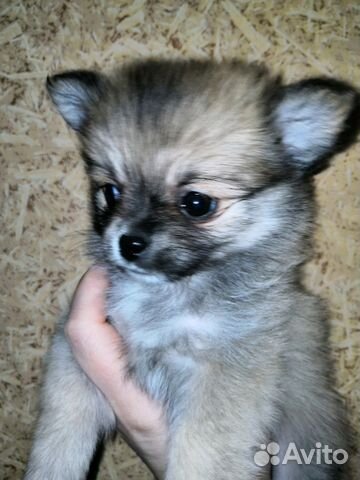 Мини Соболек