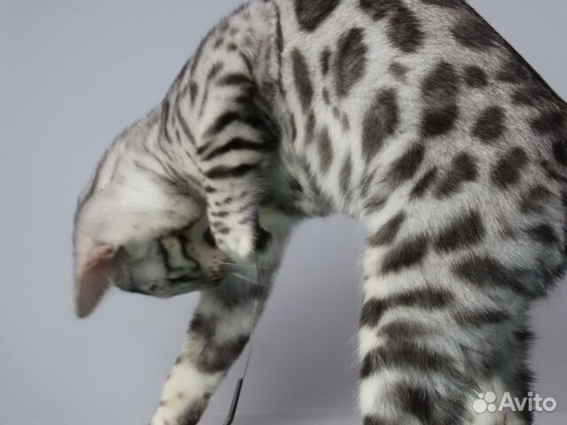 Бенгальские котята различных окрасов