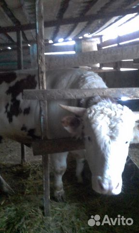 Продам Бык Сементал