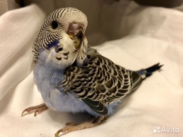 Малыши Получехи на докорм