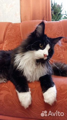 Мейн-Кун подрощеный мальчик