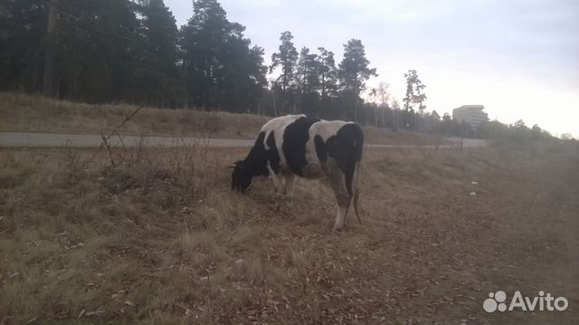 Продам Корову