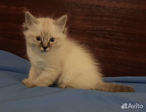 Котята (мальчики)