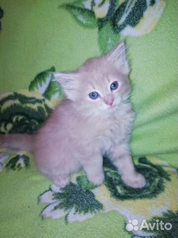 Котенок в добрые руки