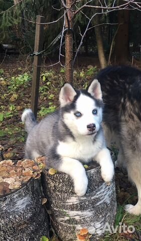 Сибирская хаски