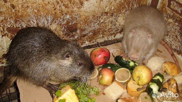 Мини Нутрии