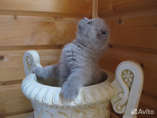 Scottish Straight Shorthair kittens, мальчик 2 мес
