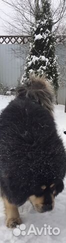 Тибетский мастиф