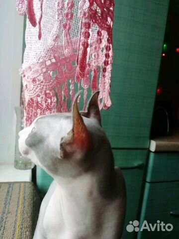 Эльф Вязка