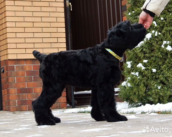 Русский Черный Терьер. Щенки