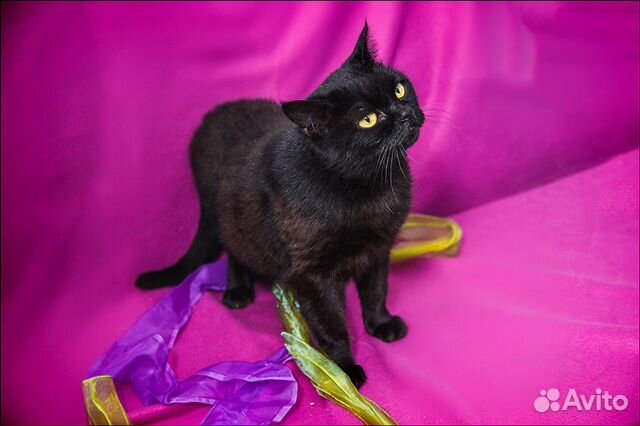 Ищет дом шикарная крошка Вишенка