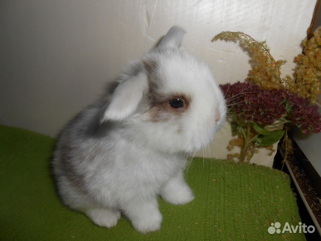 Сатиновый вислоухий крольчонок