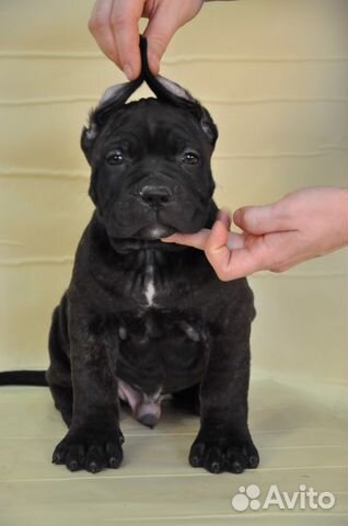 Кане корсо афигенный тигр