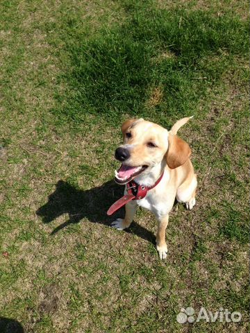 Отдам в добрые руки