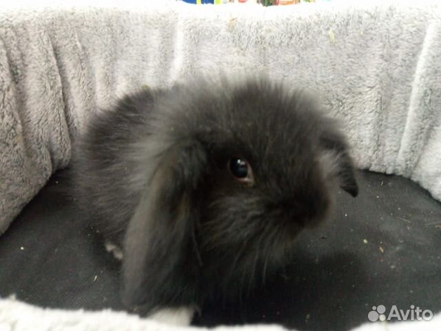 Вислоухий крольчонок