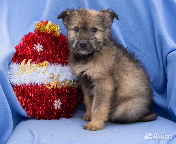 Очаровательный мальчишка ищет дом