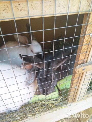 Кролики домашние