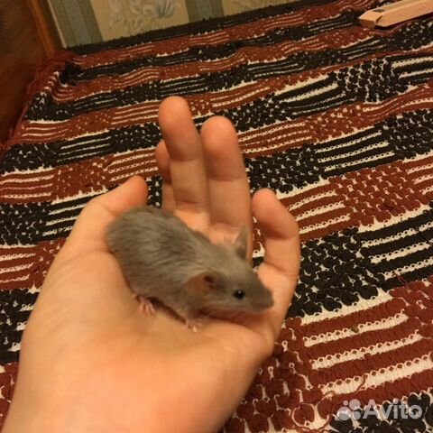 Мышь, мышата